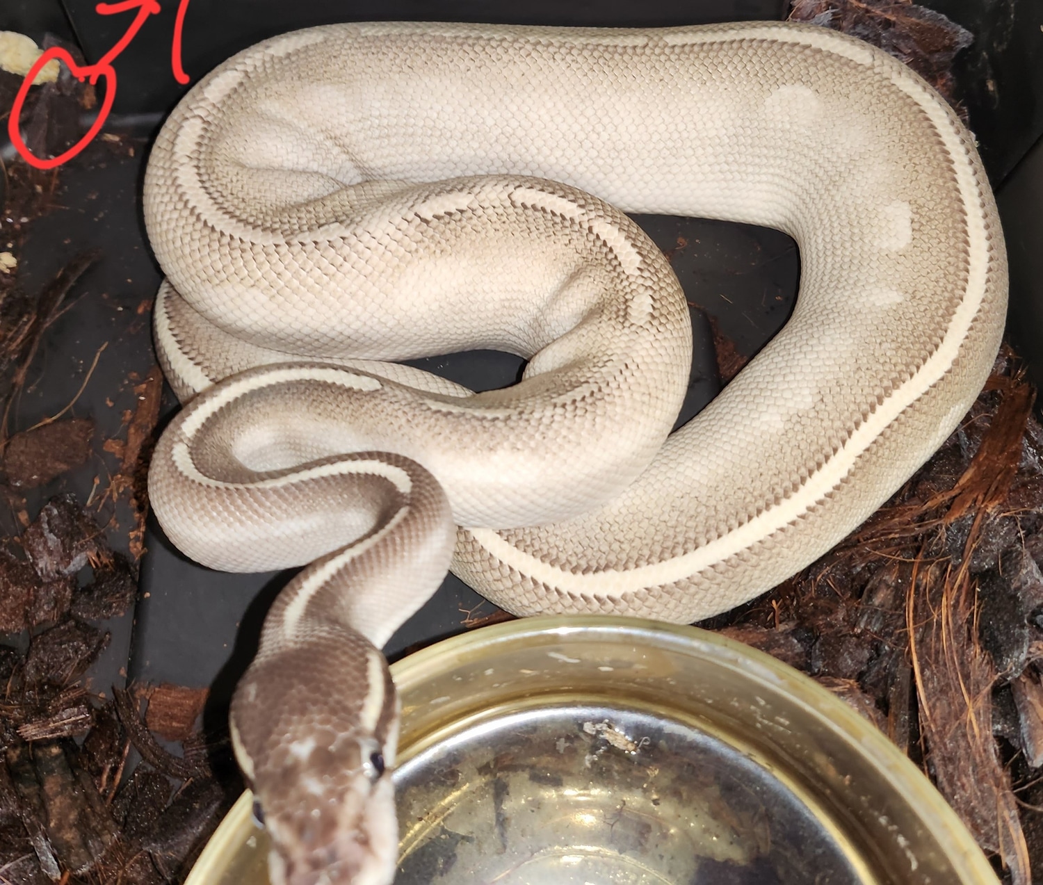 Mystic Potion Ball Python by Gileza's Exotic Reptiles - MorphMarket