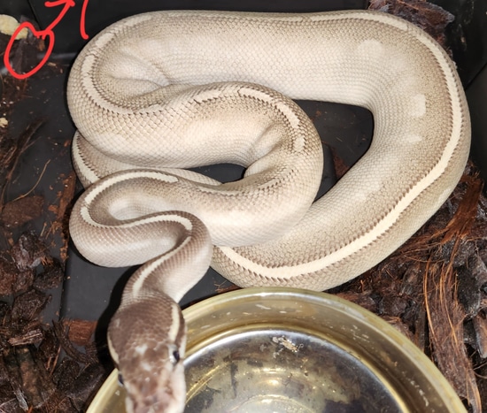 Mystic Potion Ball Python by Gileza's Exotic Reptiles