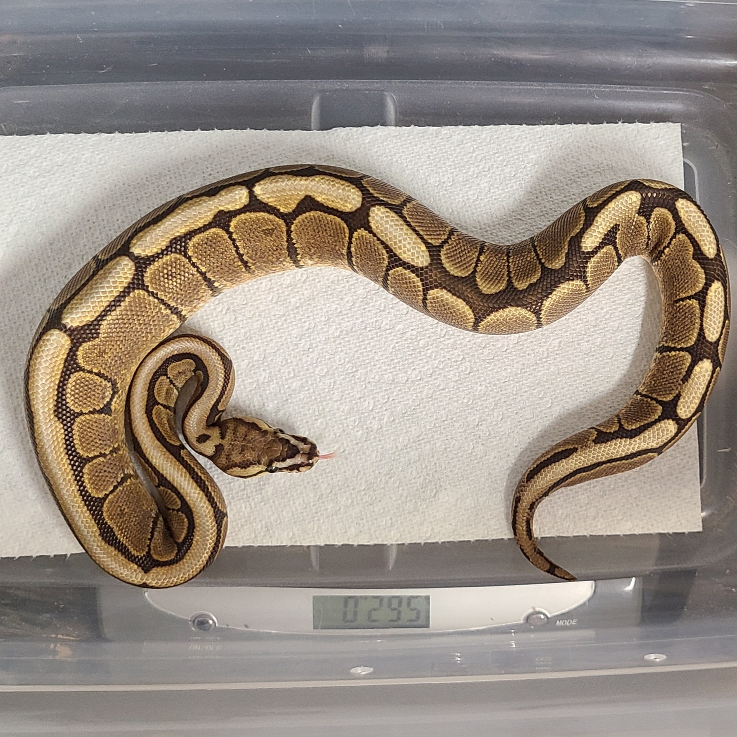 Spider Mahogany Ball Python by Gileza's Exotic Reptiles - MorphMarket