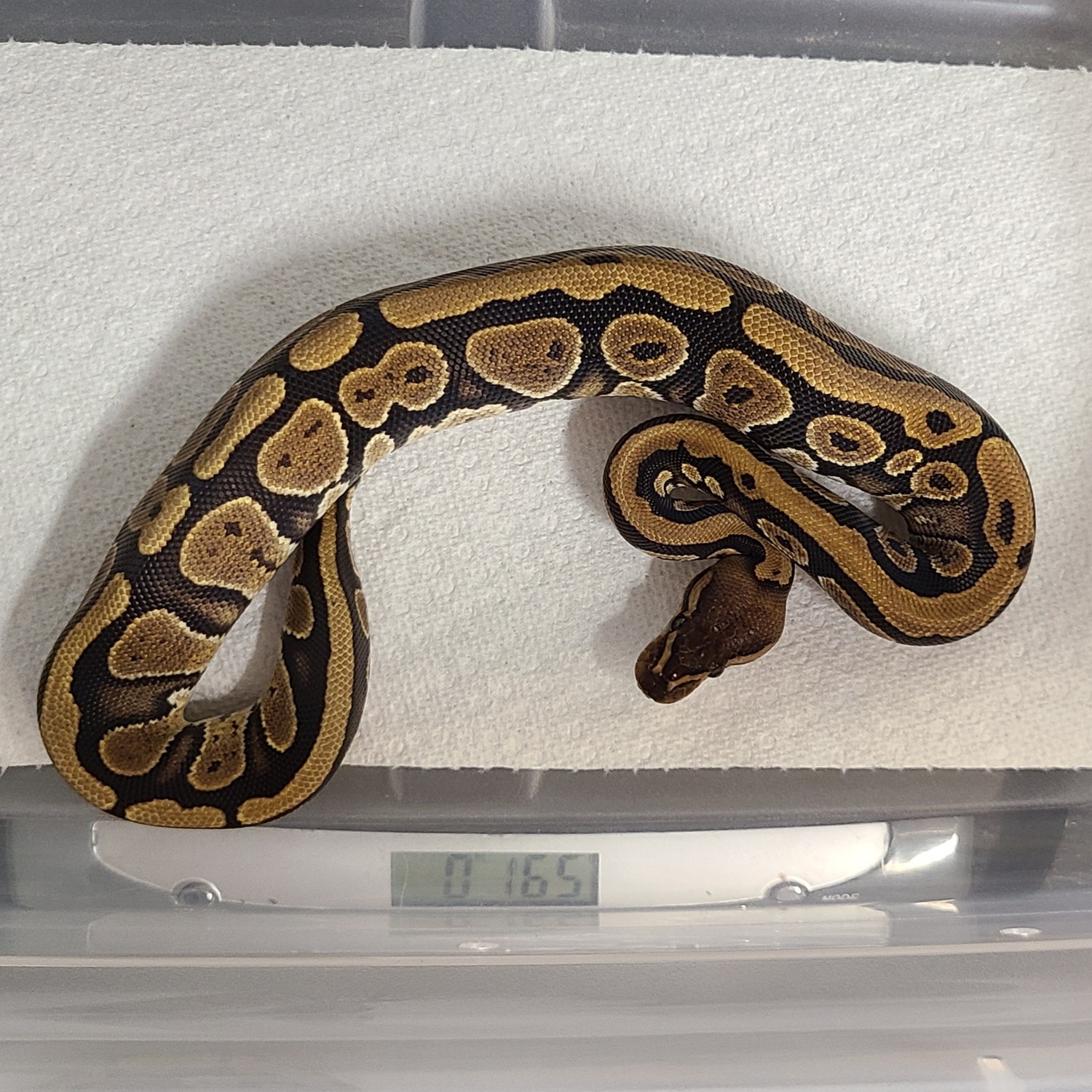 Mahogany Ball Python by Gileza's Exotic Reptiles - MorphMarket