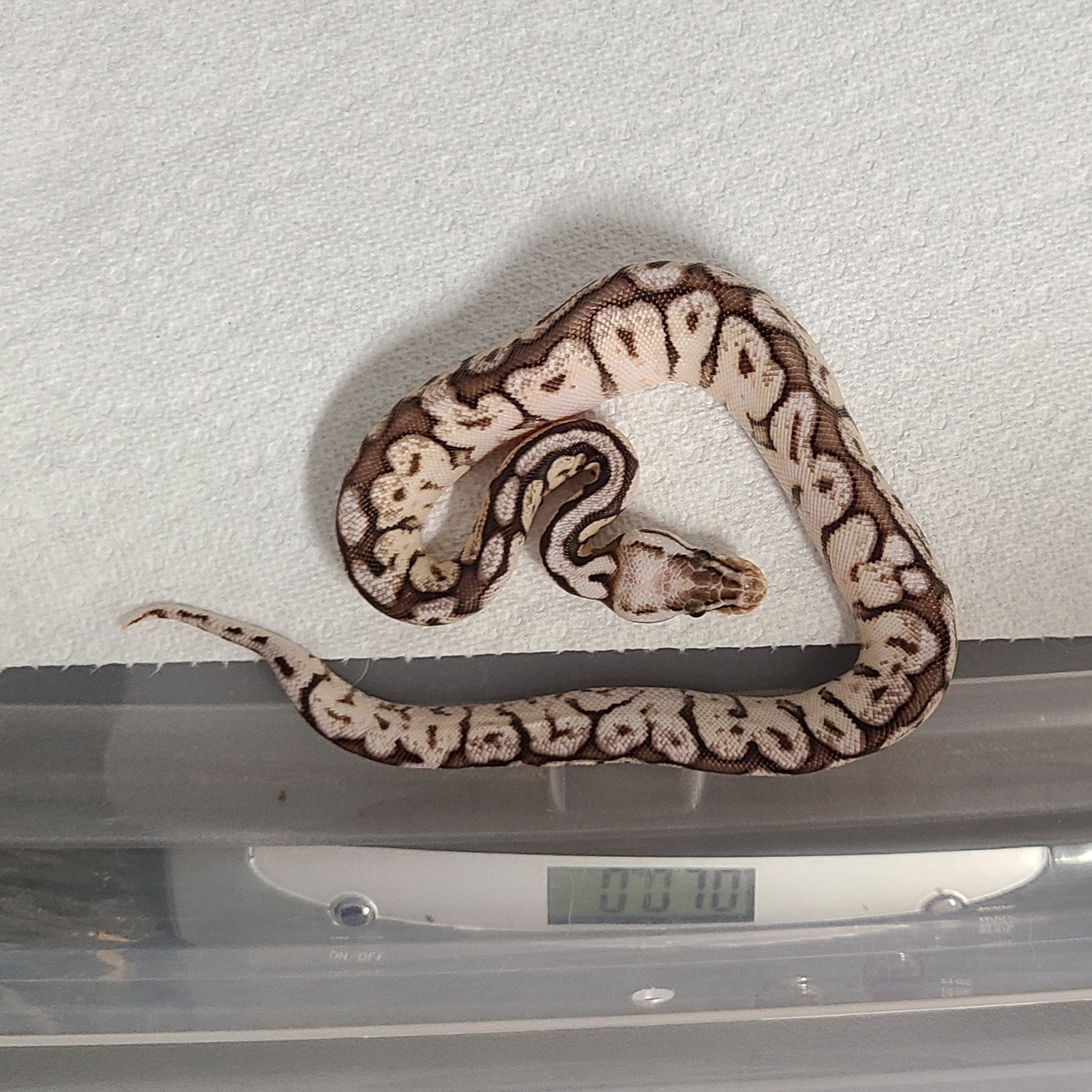 Spider Pastel Black Pastel GHI Ball Python by Gileza's Exotic Reptiles ...
