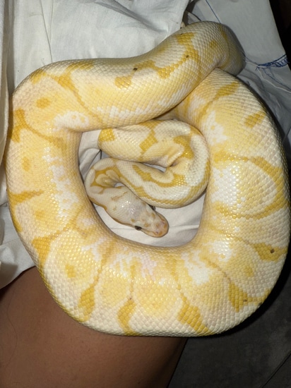 Banana Spider Ball Python by Cheyenne’s exotics