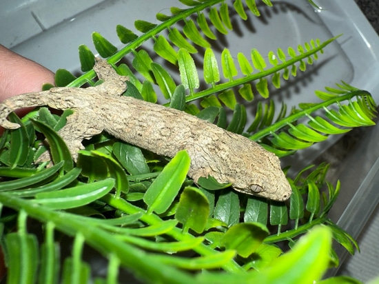 Pure Isle Of Pines X GTX Leachianus Gecko by Cheyenne’s exotics