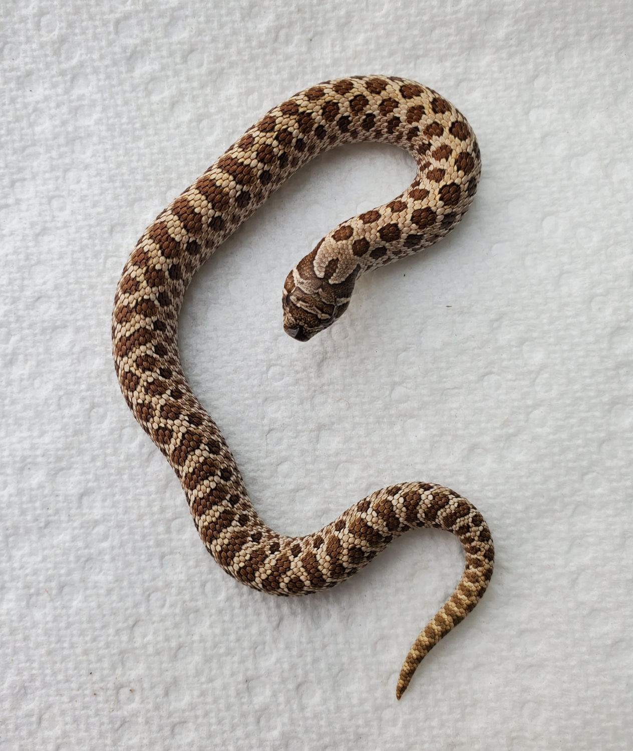 Normal Het Toffee Belly Western Hognose by Little Fires Exotics ...