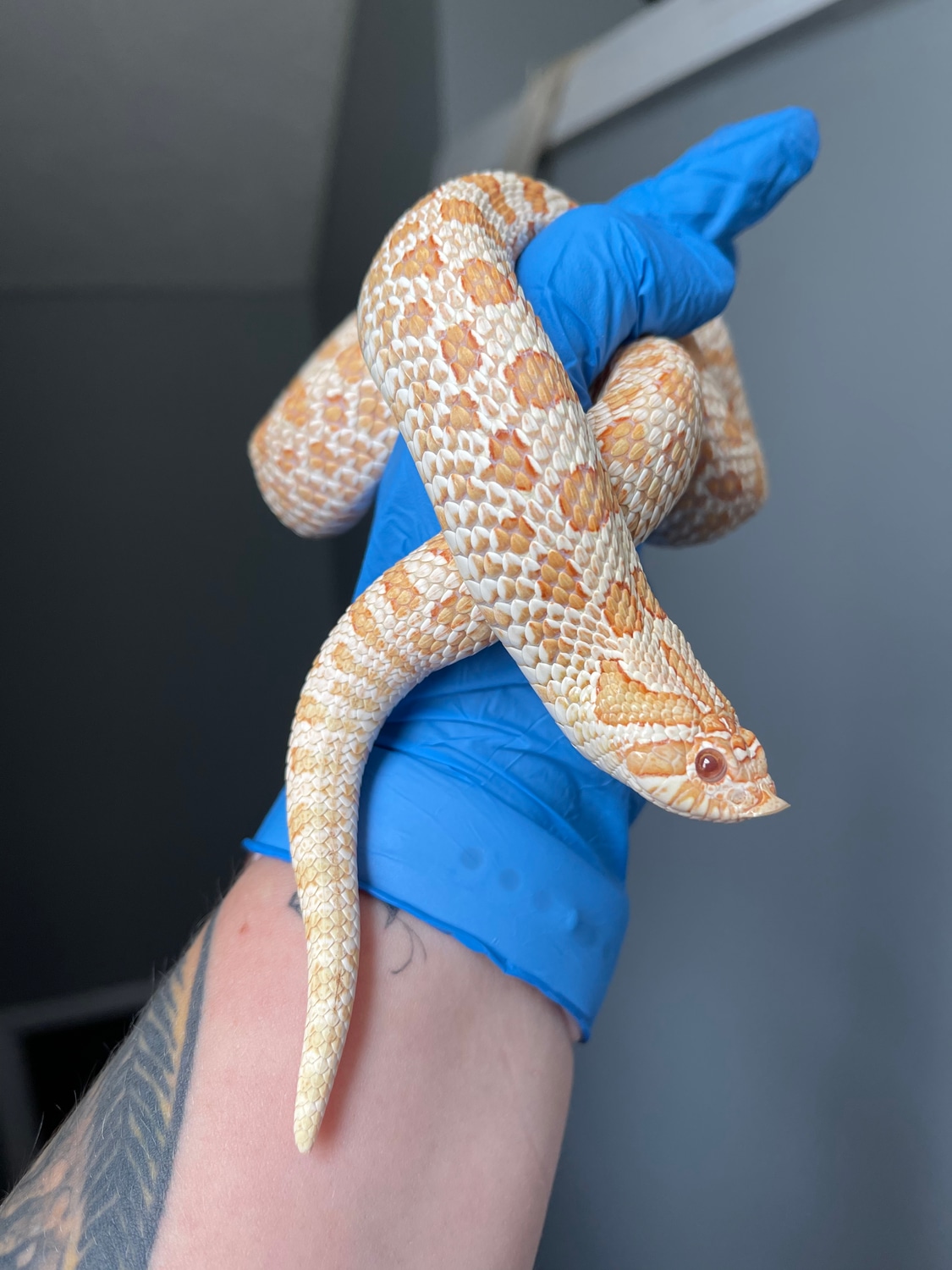 Proven Arctic Albino 50% Ph Axanthic Western Hognose by Little Fires ...
