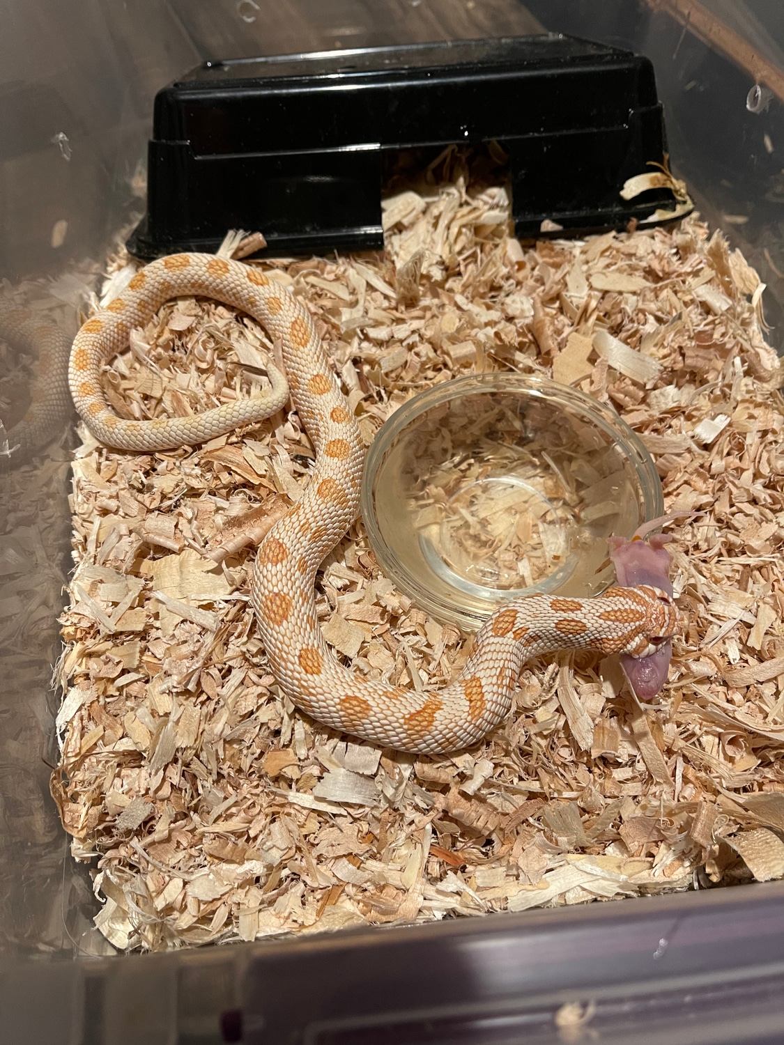 Arctic Albino Anaconda Ph Axanthic Western Hognose by Little Fires ...