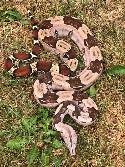 Purple Haze True Red-Tailed Boa Constrictor by Chey’s Constrictors