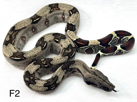 ‘24 Guyana Bcc - F2 True Red-Tailed Boa Constrictor by Chey’s Constrictors