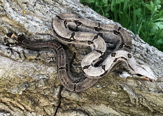 Bolivian Silverback BCA F Short-Tailed Boa Constrictor by Chey’s ...