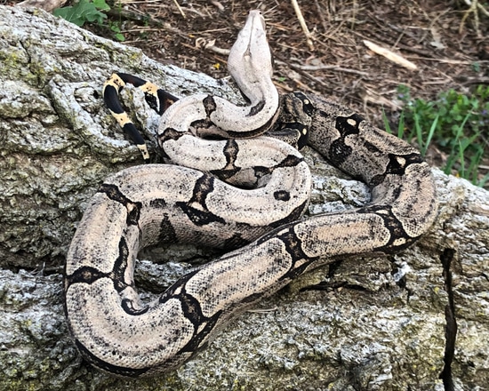 Bolivian Silverback BCA M Short-Tailed Boa Constrictor by Chey’s ...