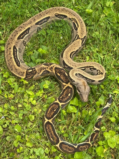 San Isidro Costa Rican Boa Boa Constrictor by Chey’s Constrictors