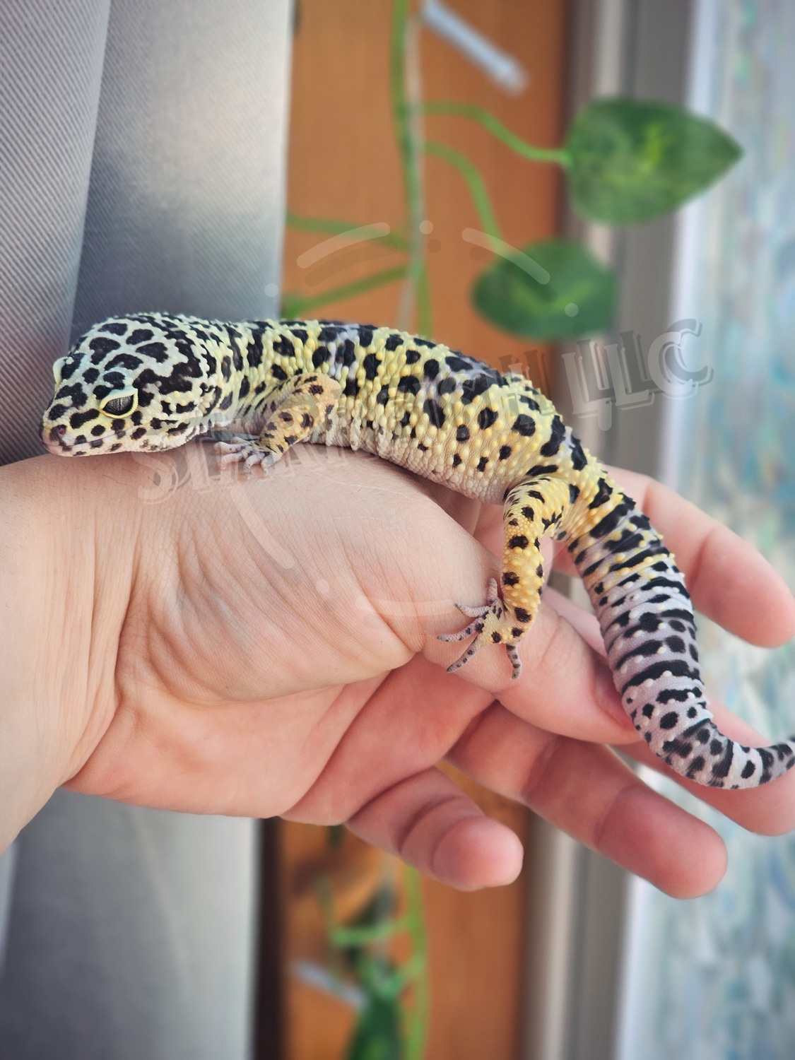 Normal Leopard Gecko by Starrfish LLC - MorphMarket