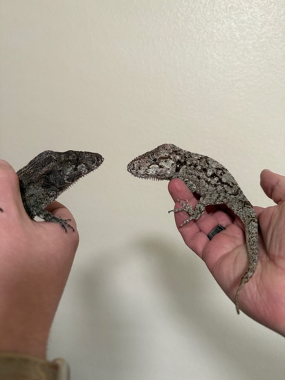 Cuban False Chameleons - Anolis Barbatus | Breeding Pair Anole by Olsen ...