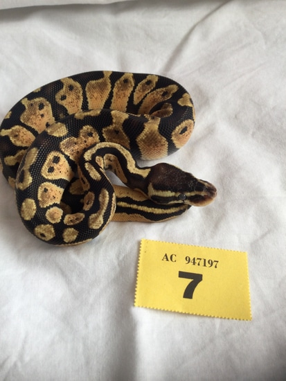 Pastel 100%het Ghost Ball Python by Ash’s Royals Uk