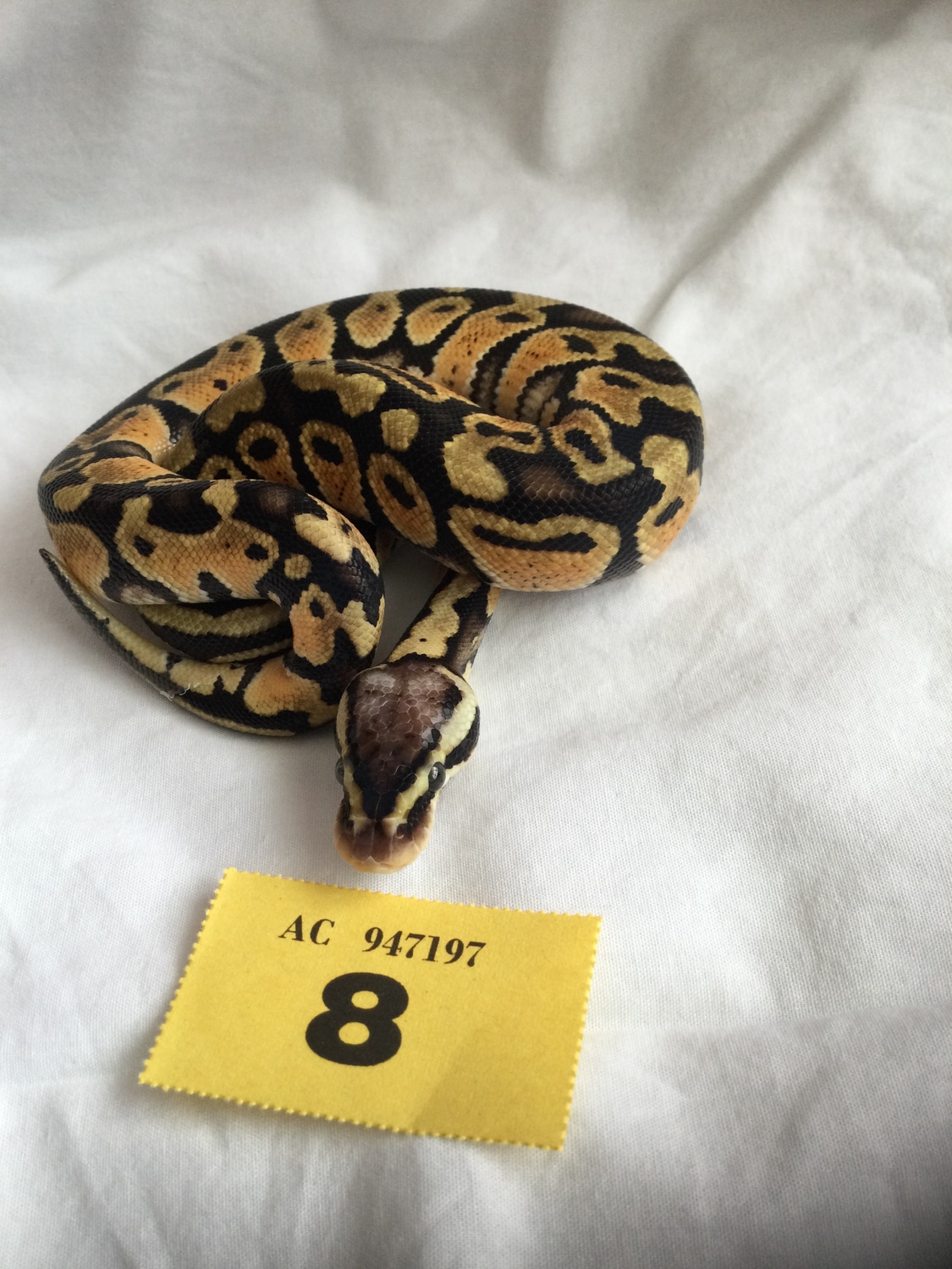 Mojave Pastel 100%het Ghost Ball Python by Ash’s Royals Uk - MorphMarket