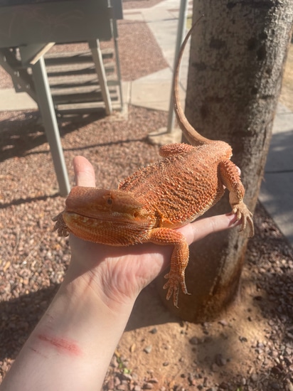 Red-Orange Hypo Standard Bearded Dragon Central Bearded Dragon by ...