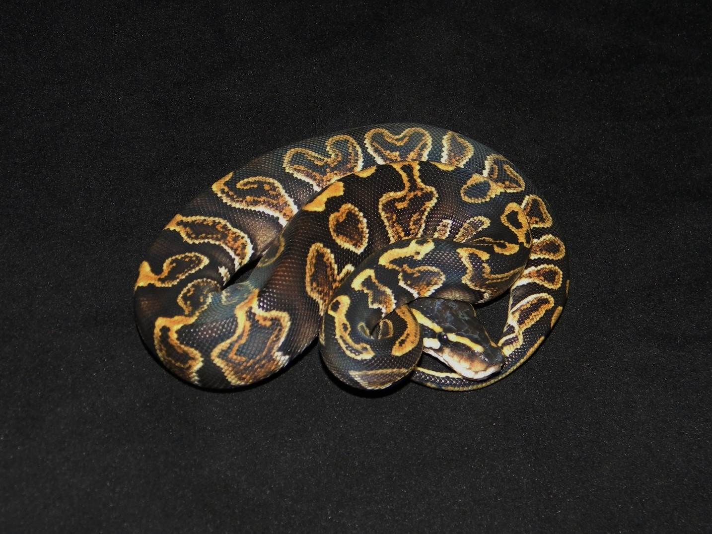19 Ghi Het Hypo Ball Python by Chico Reptiles - MorphMarket