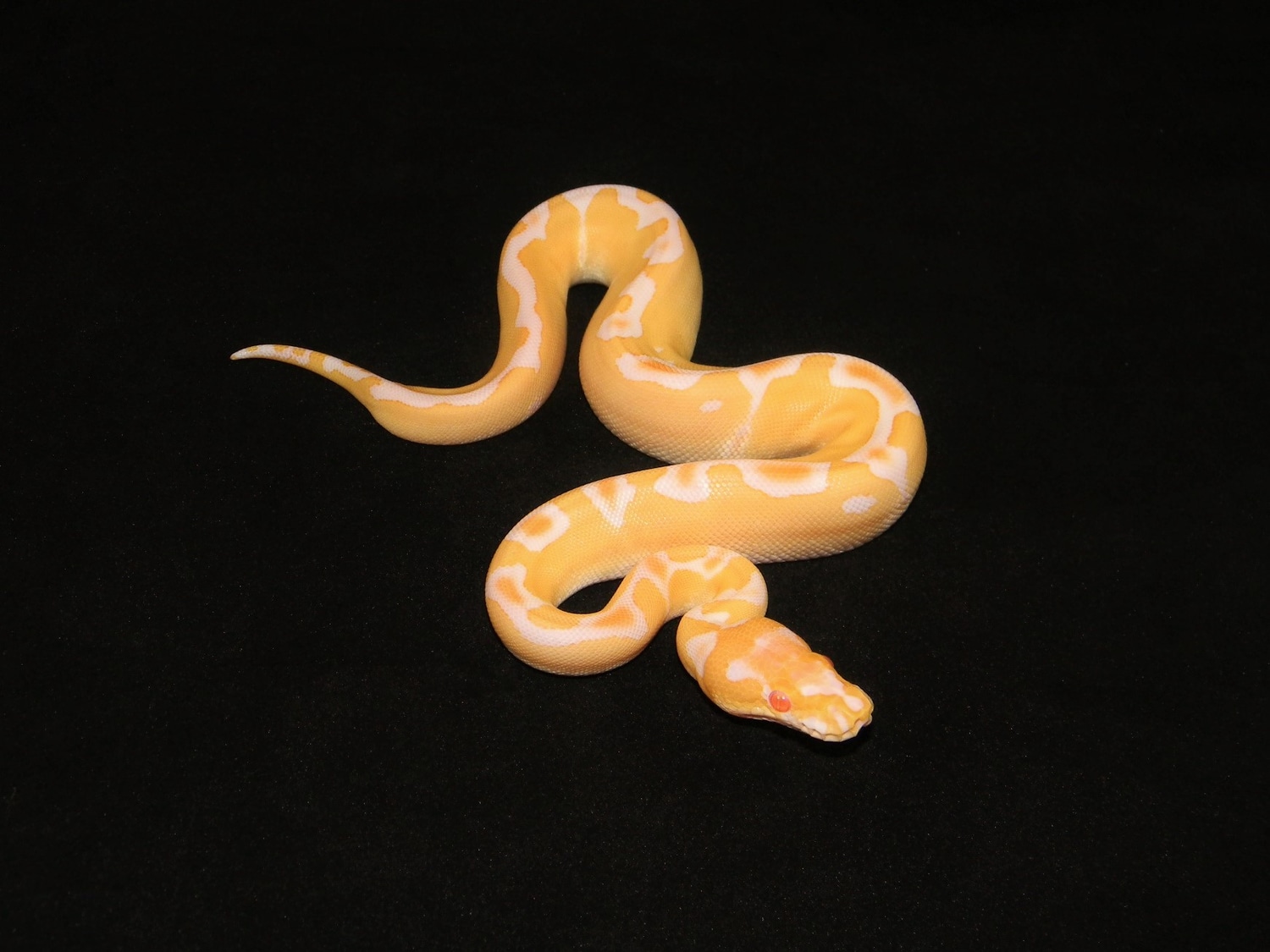 19 Albino Clown Ball Python by Chico Reptiles - MorphMarket