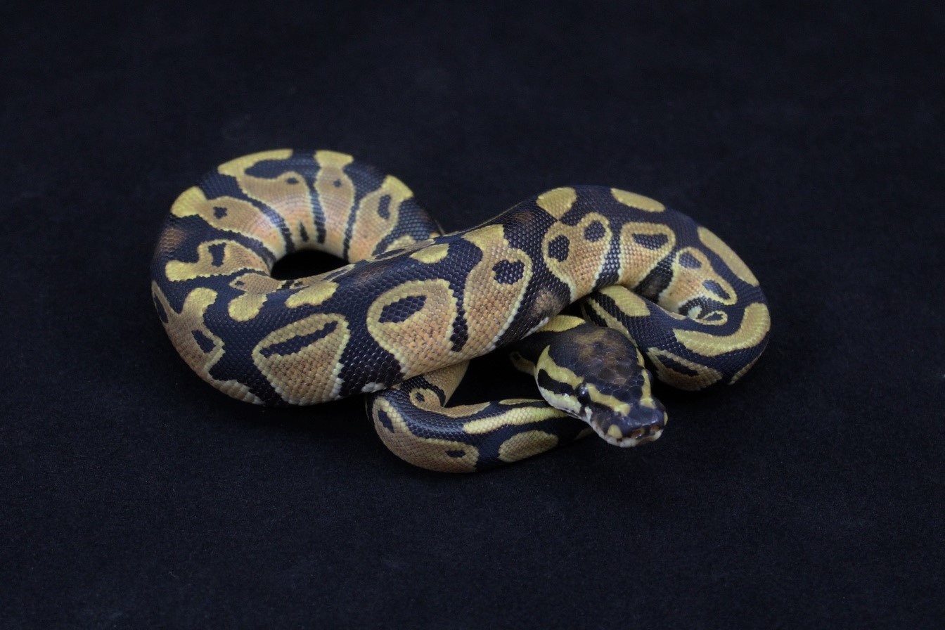 DBL Het Hypo/Clown Ball Python by Chico Reptiles - MorphMarket