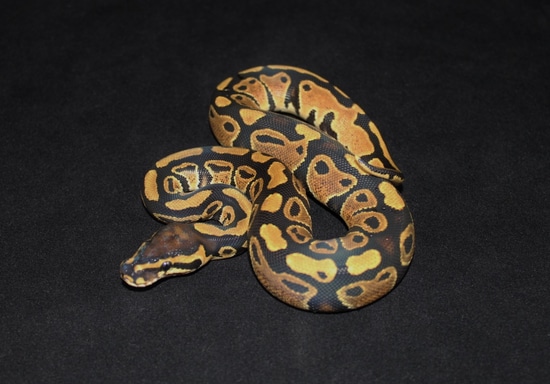 DH Hypo/Clown Ball Python by Chico Reptiles