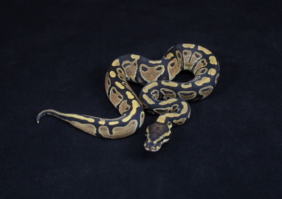 DH Hypo/Clown Ball Python by Chico Reptiles