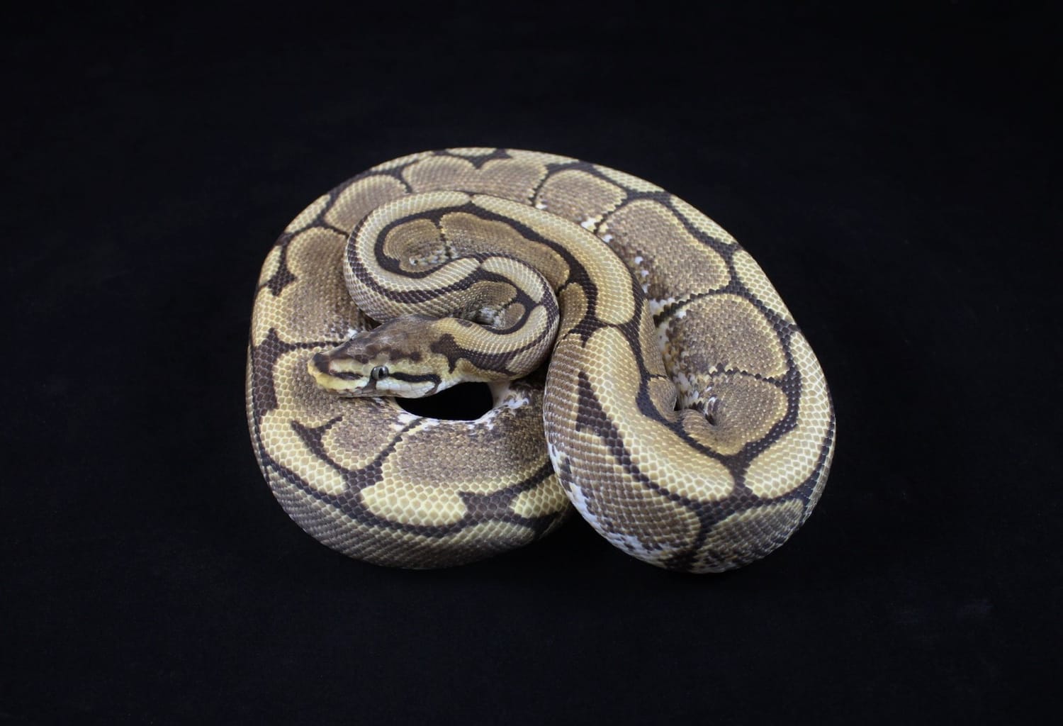 Spider Het Lavender Pos Het Pied Ball Python by Chico Reptiles ...