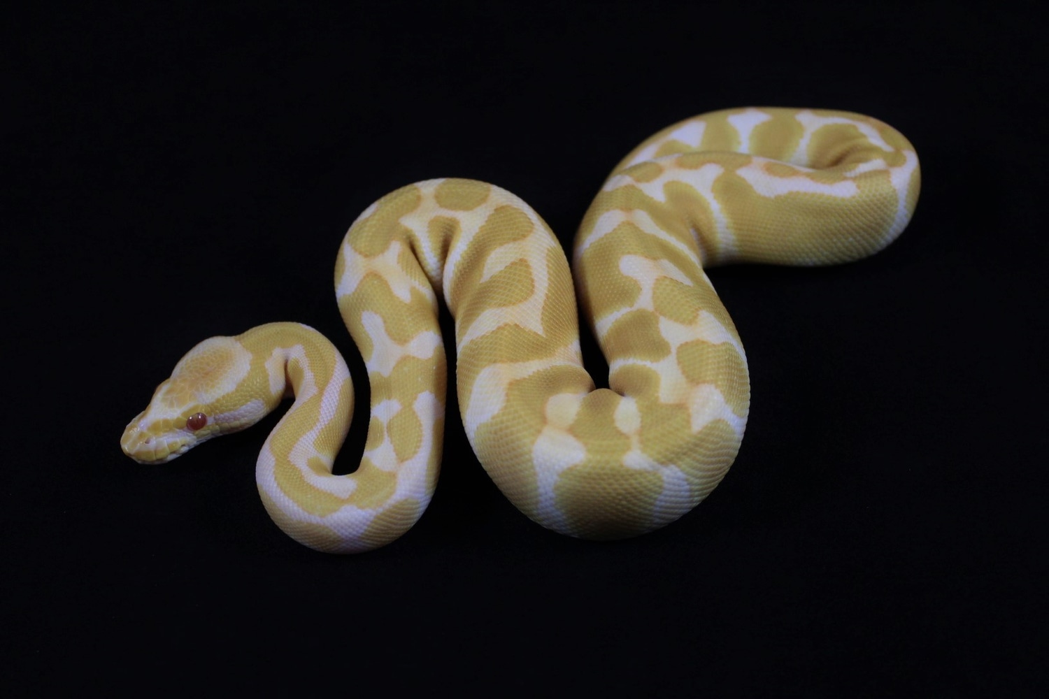 Enchi Candino Female Ball Python by Chico Reptiles - MorphMarket