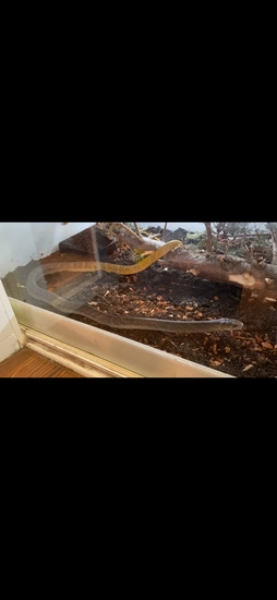 Yellow Tail Cribo Male Cribo & Indigo Snakes by ChicosRidesReptiles