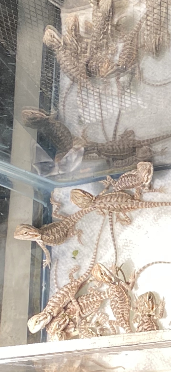 Lot Of 12 Bearded Dragons Red Leather Back Citrus Central Bearded ...