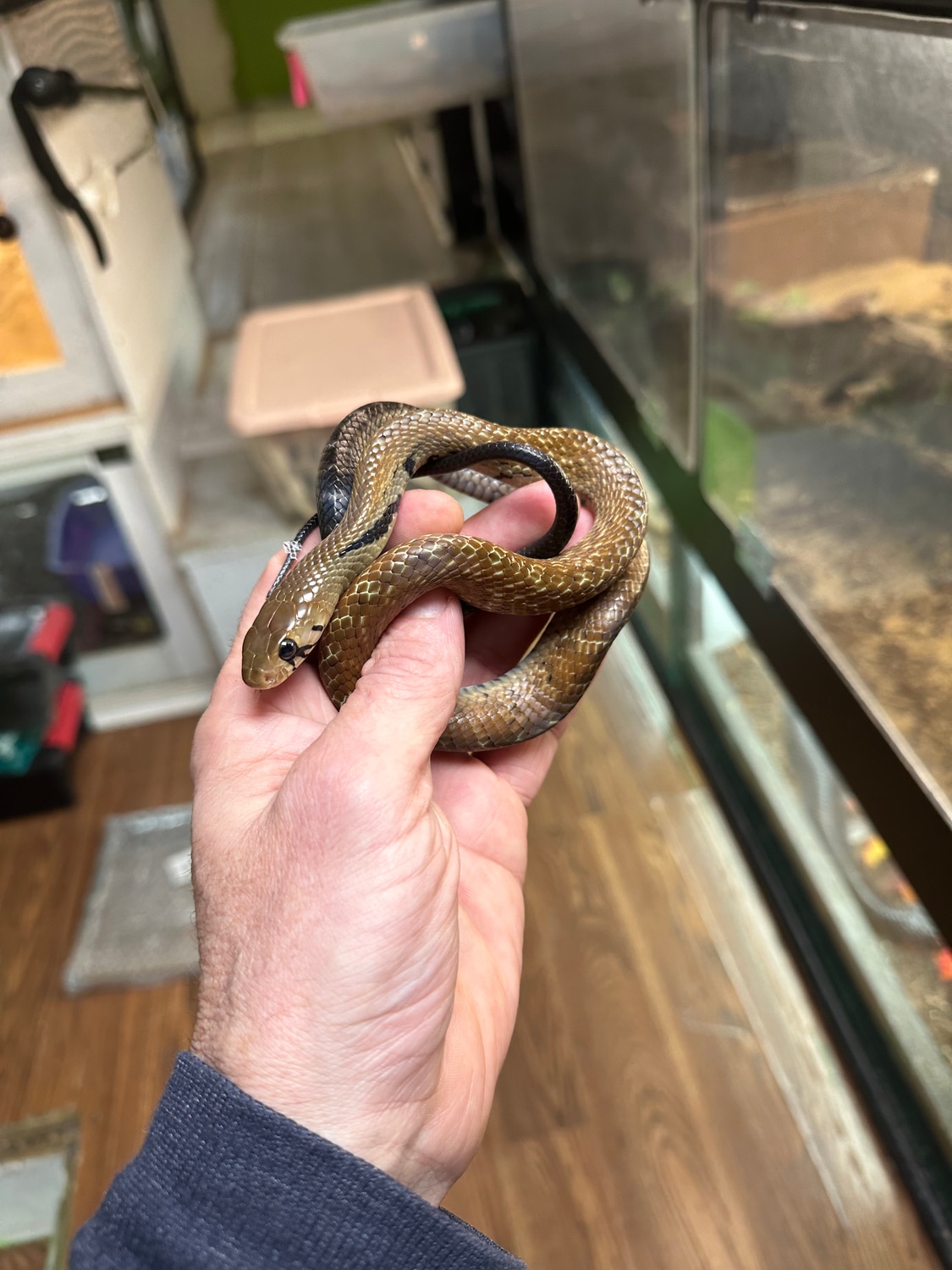 Black Tail Cribos Female $800 Indigo Snake by ChicosRidesReptiles ...