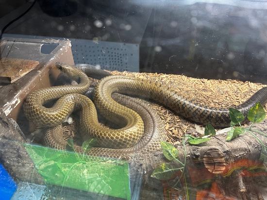 Male Black Tail Cribo Cribo & Indigo Snakes by ChicosRidesReptiles