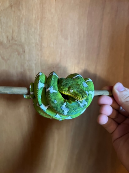 Captive Bred John Marshall Emerald Tree Boa High White Northern Emerald ...