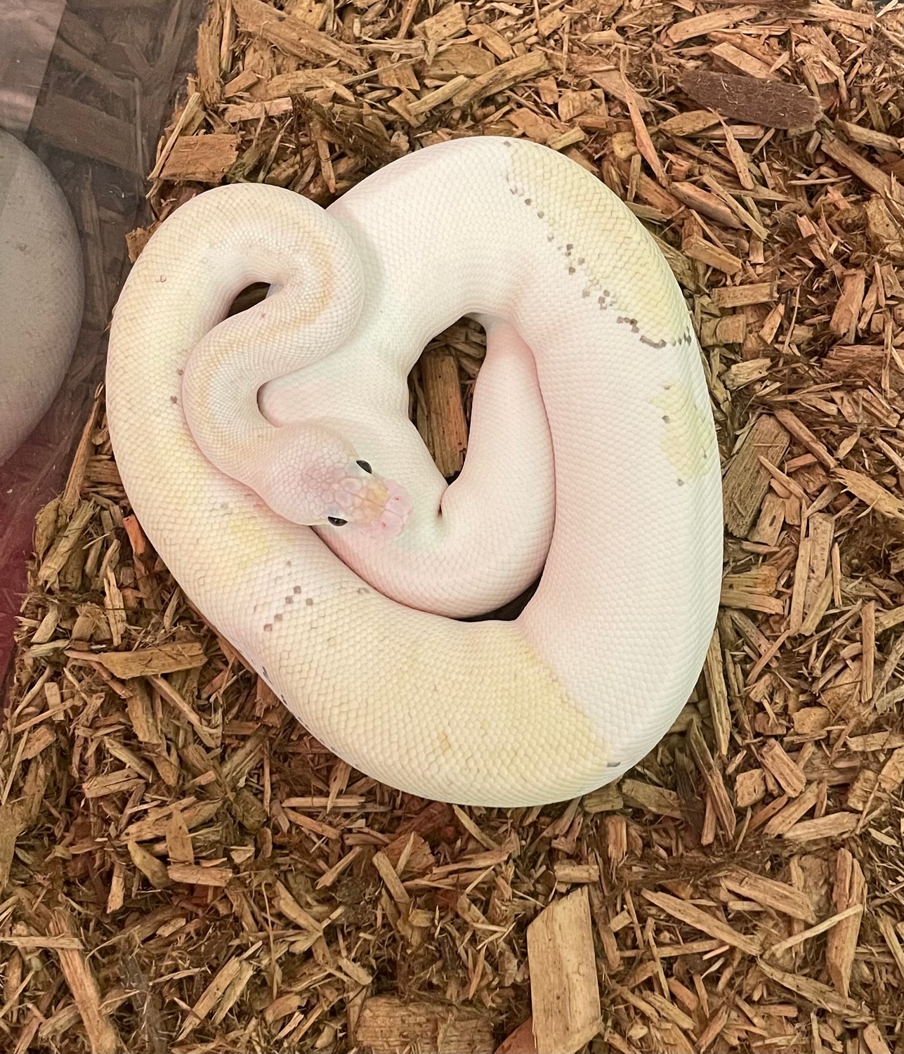 Champagne Fire Pastel Cinnamon Ball Python by Golden State Pythons ...