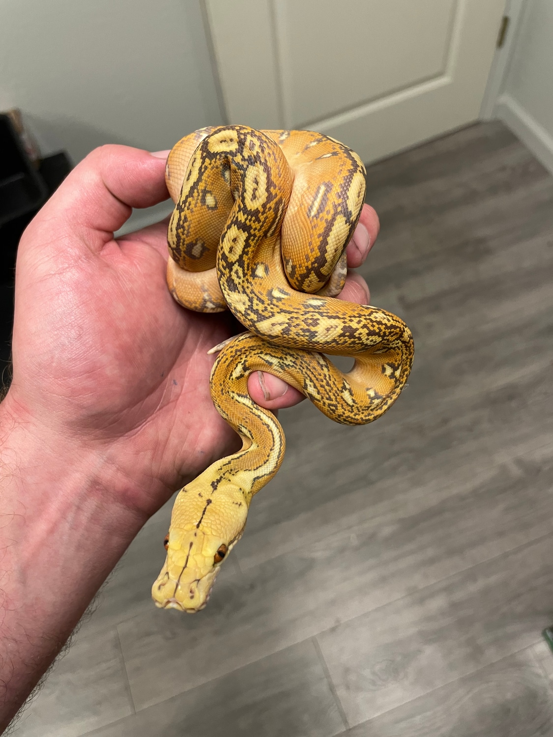FREE SHIPPING Mochino Phantom Reticulated Python by Golden State ...