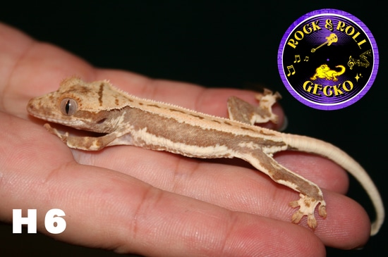 Lily White 50% Het Axanthic H6 Showing Pores $1150 Shipped!! Crested ...