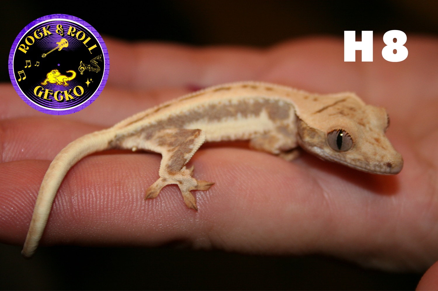 50% Het Axanthic Lily White ID H 8 Crested Gecko by Chimera's Store ...