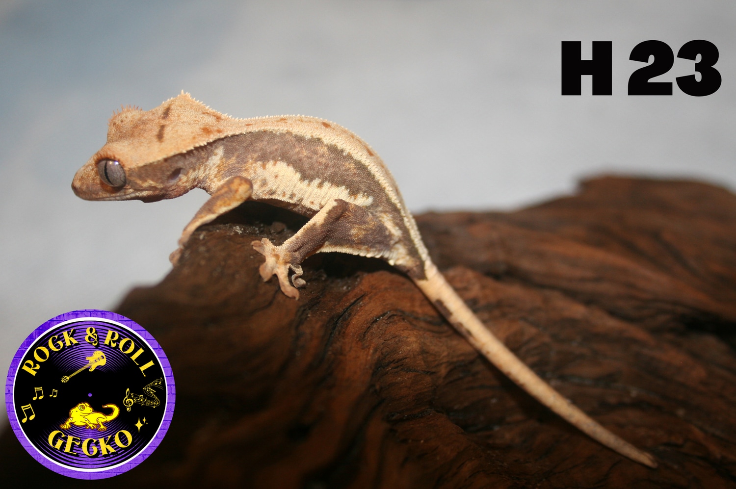 50% Het Axanthic Lily White ID H 23 Crested Gecko by Chimera's Store ...