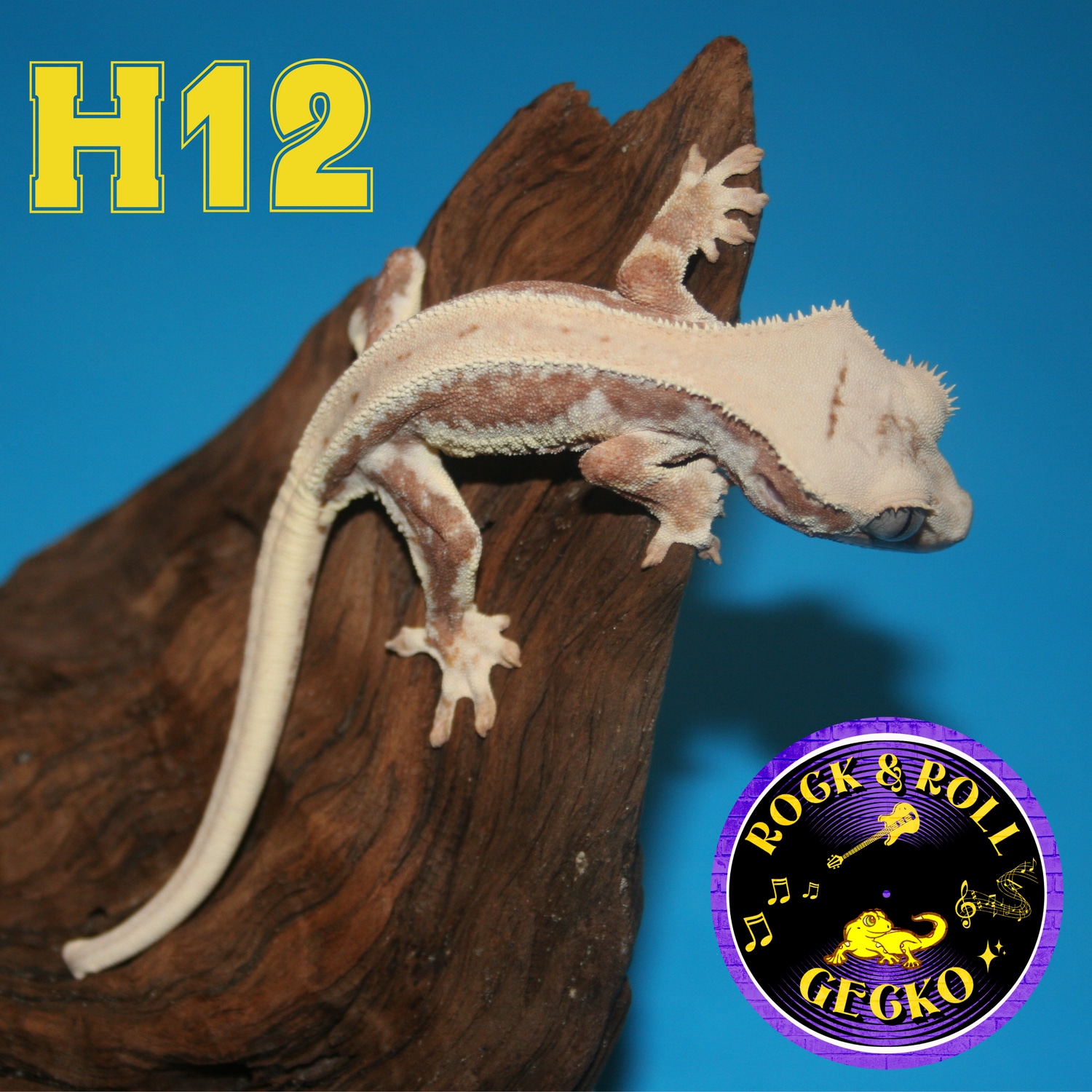 Lily White 50% Het Axanthic H12 $1000 Shipped!! Crested Gecko by ...