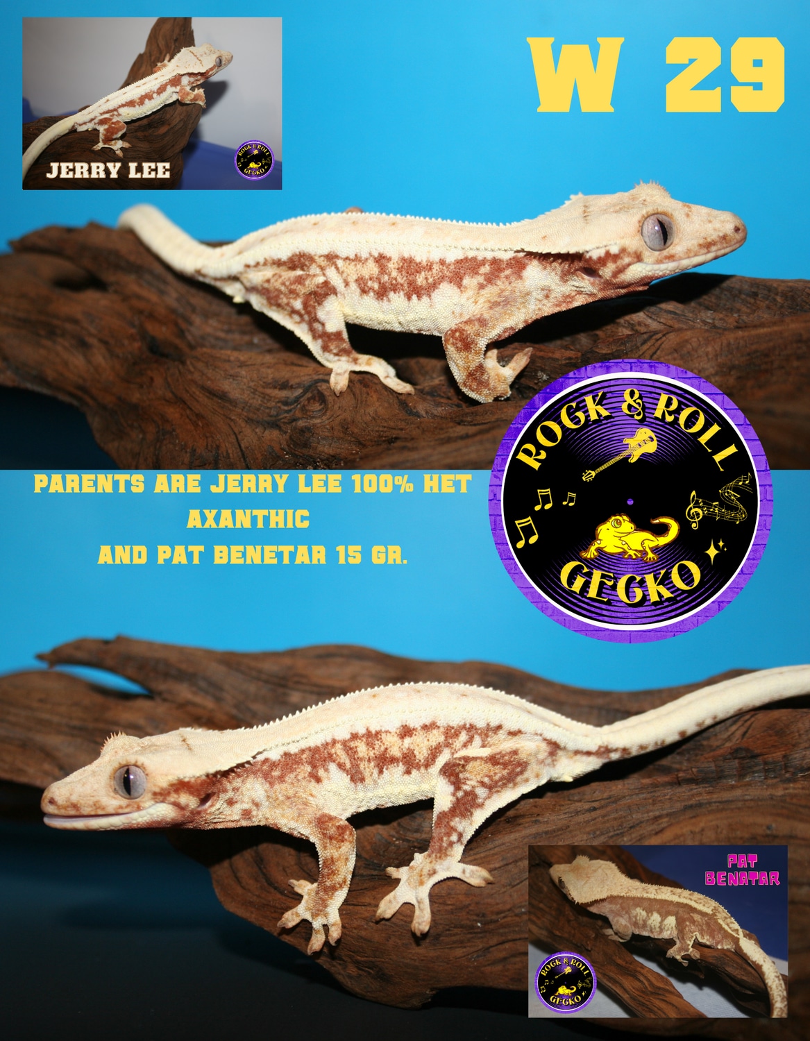 W 29 Lily White 50% Het Axanthic Crested Gecko by Rock N Roll Gecko ...
