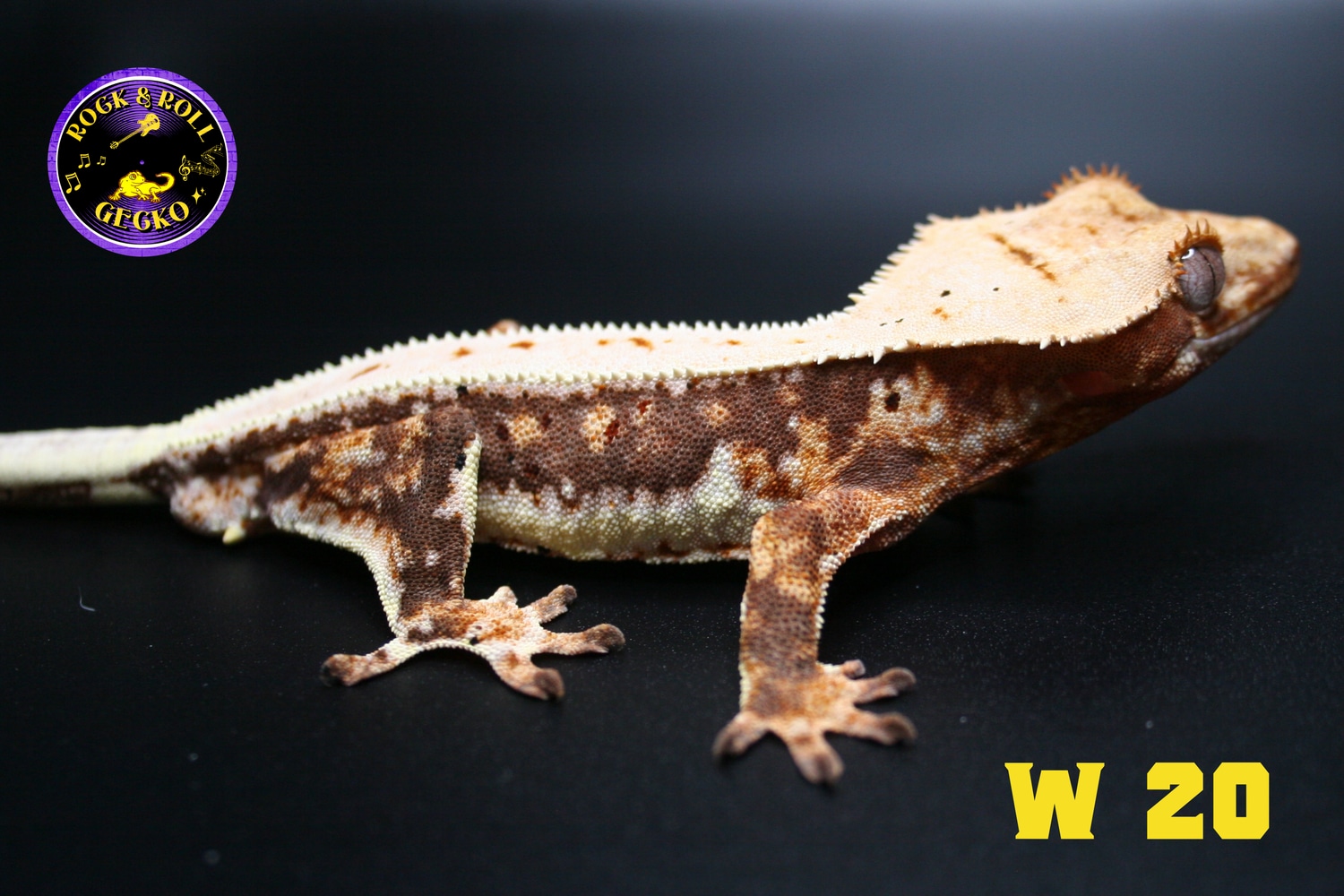 W 20 Lily White 50% Het Axanthic Crested Gecko by Rock N Roll Gecko ...