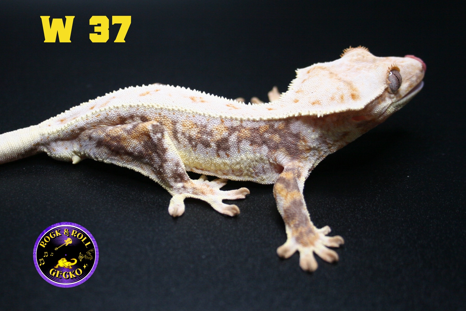 W 37 Lily White 50% Het Axanthic Tri Color Crested Gecko by Rock N Roll ...