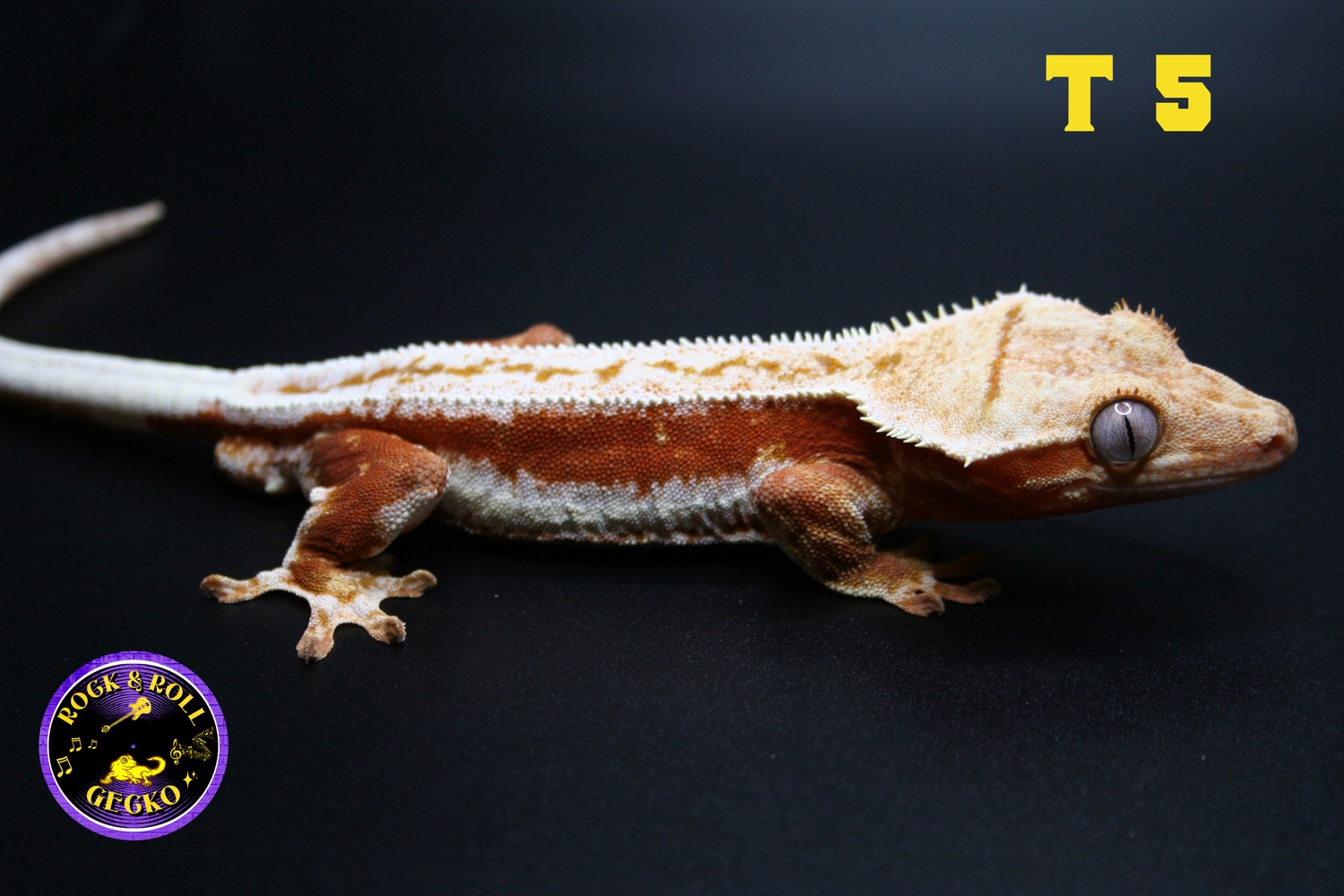 T5 RTB 100% Het Axanthic Lily White Crested Gecko by Rock N Roll Gecko ...