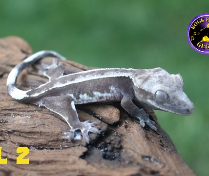 W 41 Lily White 50% Het Axanthic Crested Gecko by Rock N Roll Gecko ...
