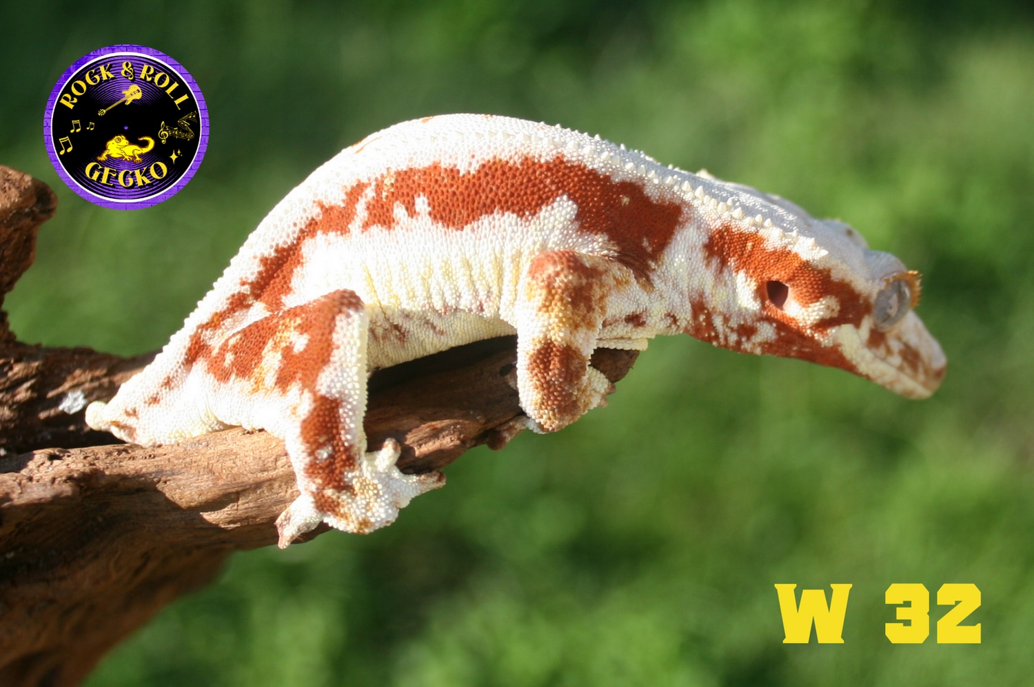 W 32 Lily White 50% Het Axanthic Crested Gecko by Rock N Roll Gecko ...