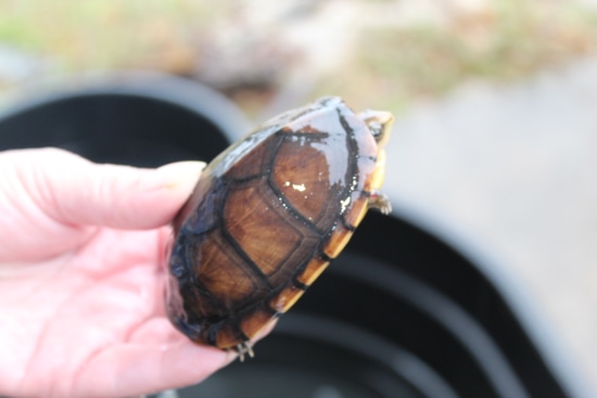 Pair Of White Lip Mud Turtles With Offspring (5) Mud & Musk Turtles by ...
