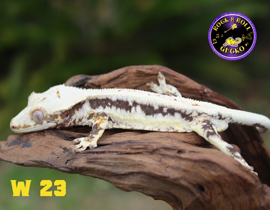 W 23 Lily White 50% Het Axanthic Crested Gecko by Rock N Roll Gecko