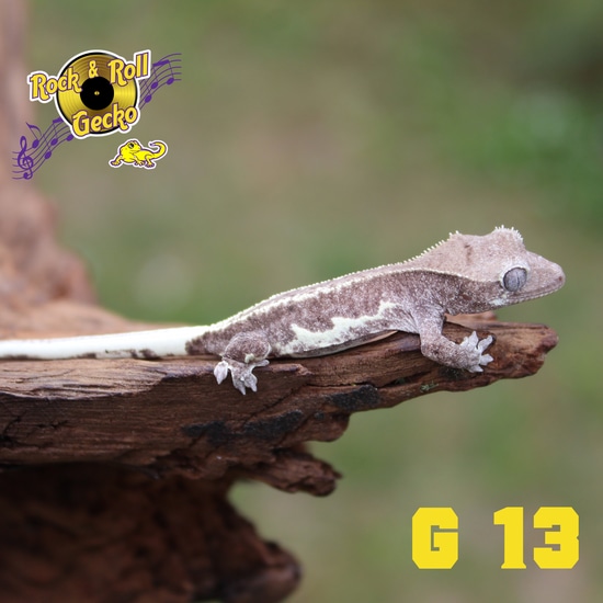 G 13 Lily White Axanthic Crested Gecko by Rock N Roll Gecko