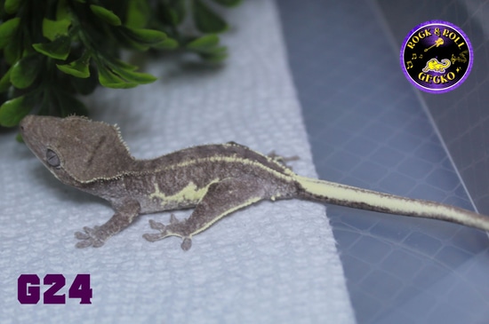 G24 Lily White Axanthic Crested Gecko by Rock N Roll Gecko