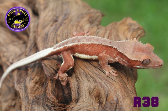 Red Phantom Lily White Pos Het Axanthic Crested Gecko by Rock N Roll Gecko