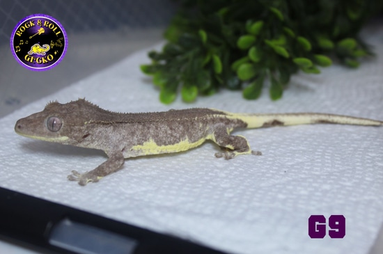 G9 Axanthic Lily White Crested Gecko by Rock N Roll Gecko